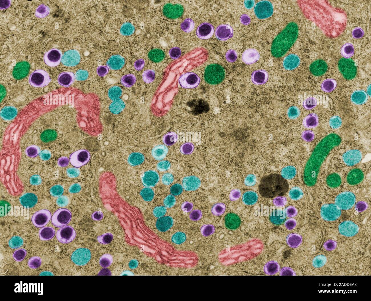 Coloured transmission electron micrograph (TEM) of the cytoplasm of a ...