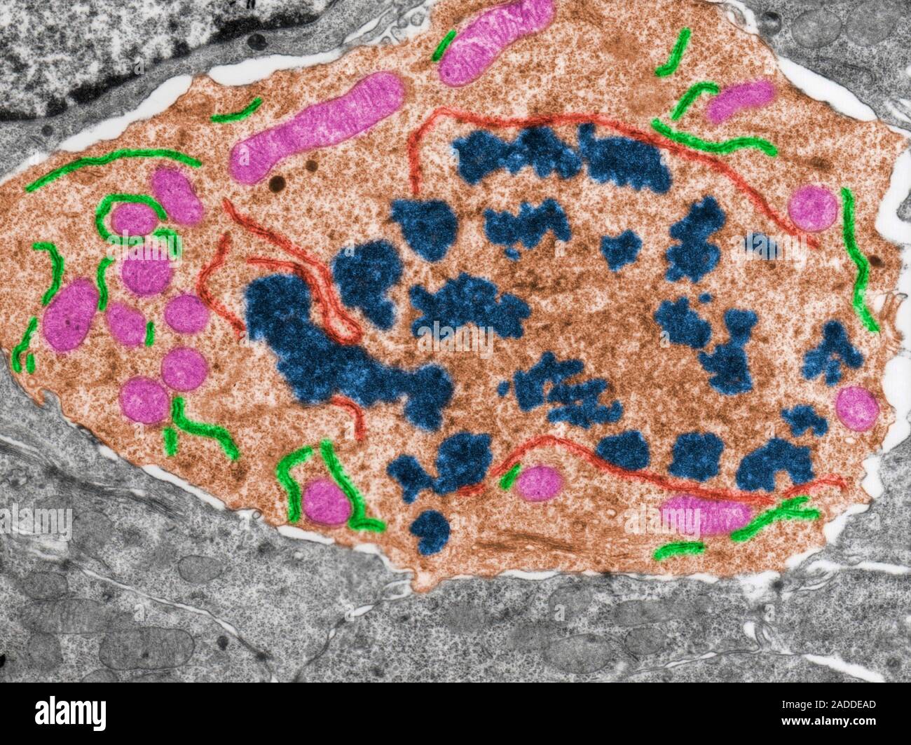 Coloured transmission electron micrograph (TEM) of a cell in the ...