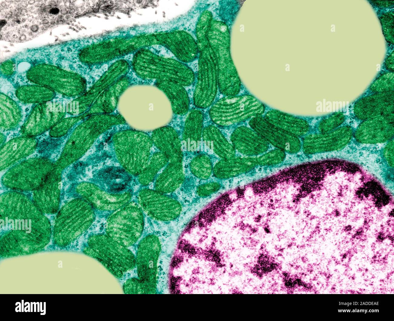 Coloured transmission electron micrograph (TEM) of mitochondria (green ...
