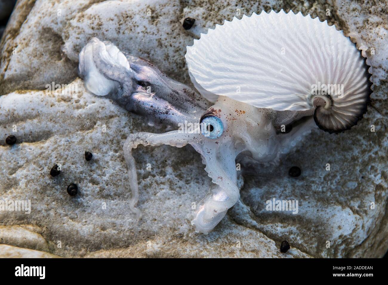 Nautilis and shell. Photographed at Agulhas National Park, Western Cape ...