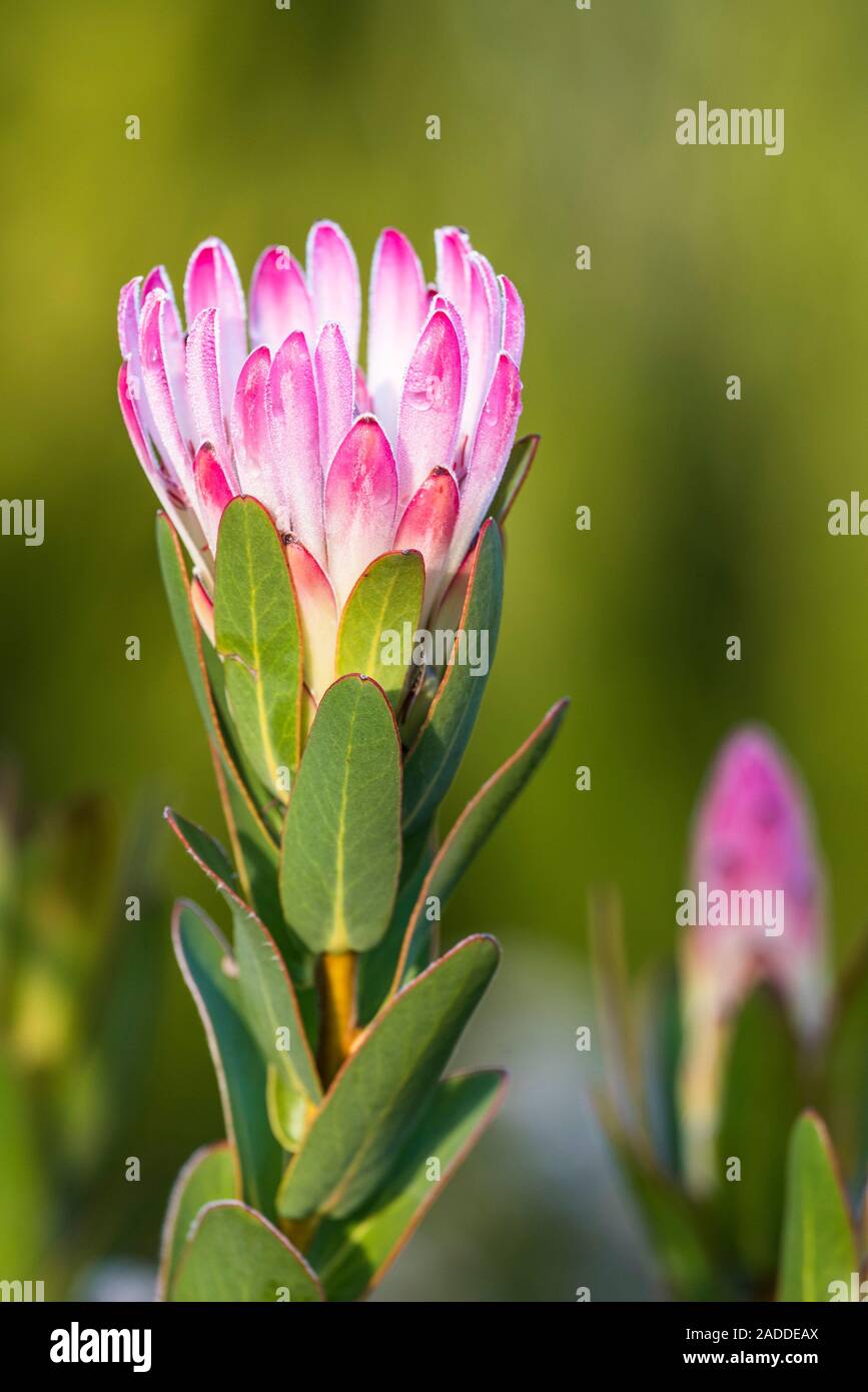 Protea compacta flower. Photographed at Agulhas National Park, Western ...