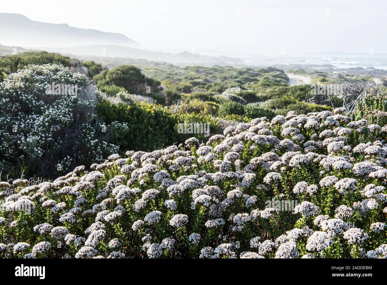 Disparago anomala growing along the Agulhas coastline. Photographed at ...