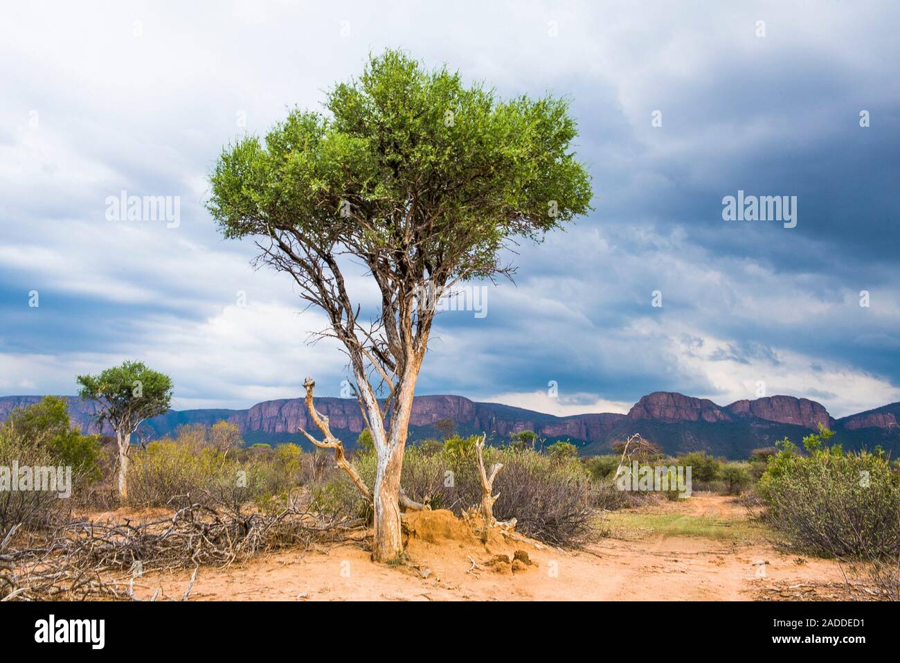 Blue thorn trees (Acacia erubescens) against a stormy backdrop ...