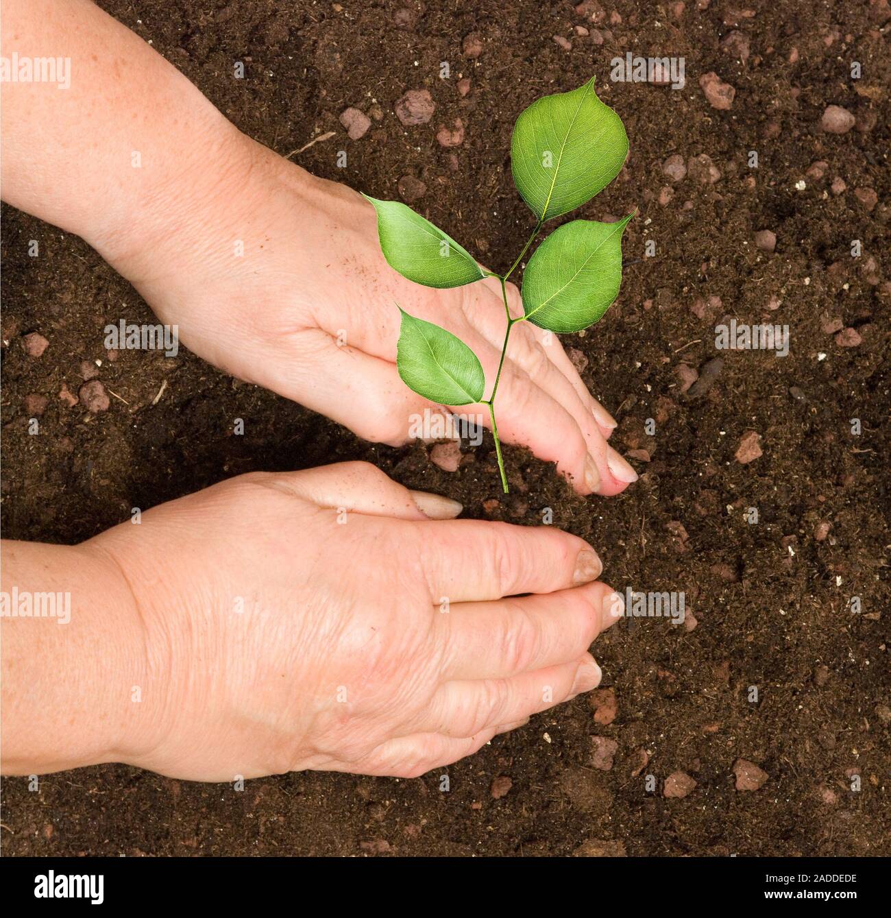 Planting a sapling Stock Photo - Alamy