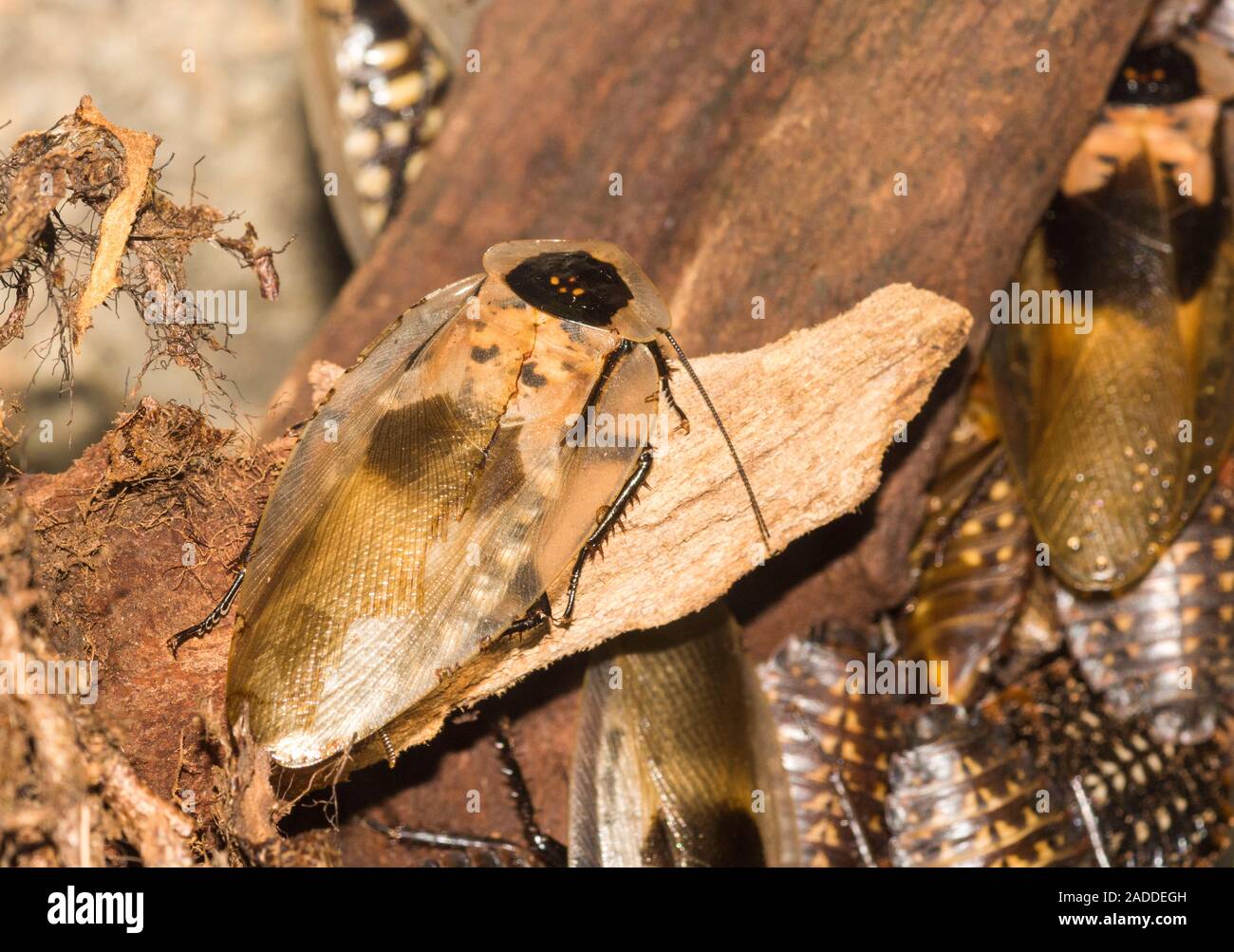 Death's head cockroaches (Blaberus craniifer). Adult and nymph ...