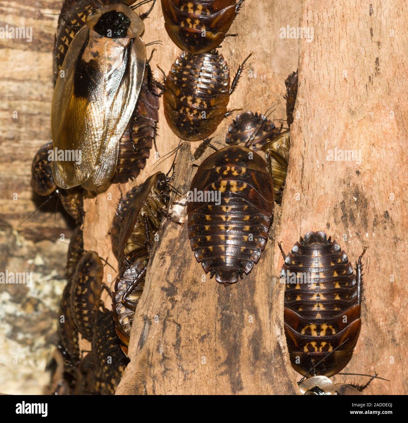 Death's head cockroaches (Blaberus craniifer). Adult and nymph ...