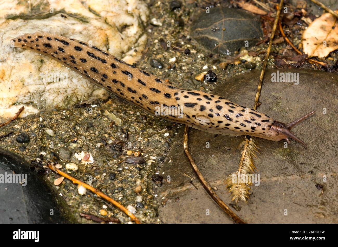 Leopard slug (Limax maximus) adult extended and moving over the ground ...