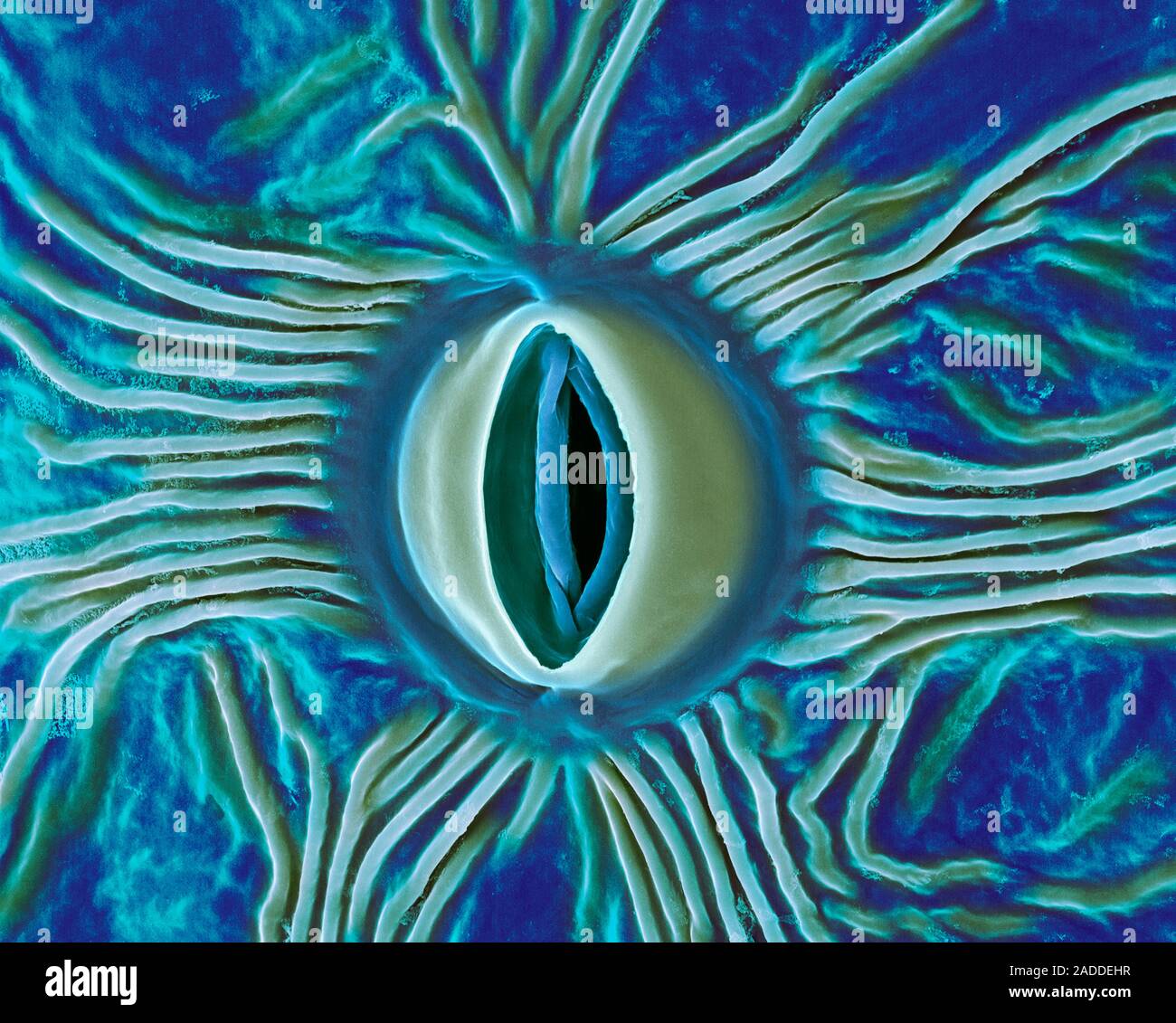 Stoma of a milkweed leaf (Asclepias sp), coloured scanning electron ...
