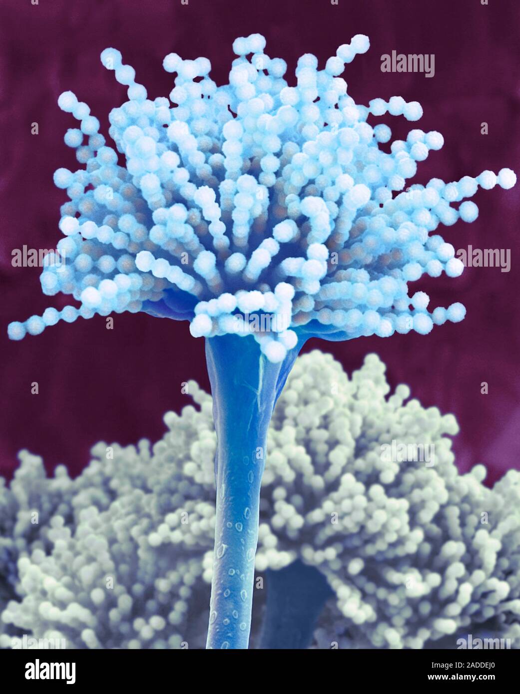 Coloured scanning electron micrograph (SEM) of Mould (Aspergillus versicolor). Conidia (asexual ...