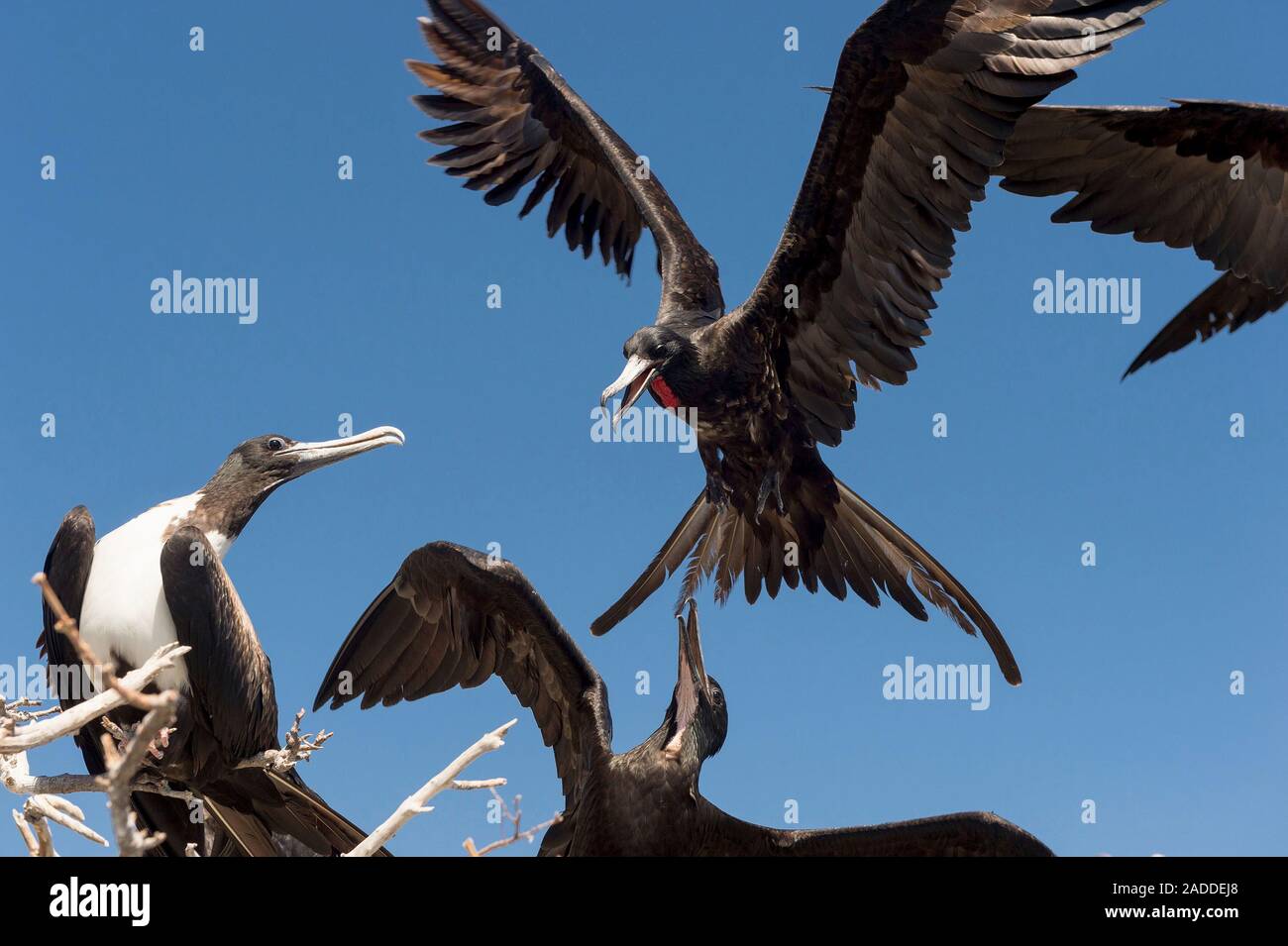 Magnificent frigate birds (Fregata magnificens). This large seabird ...