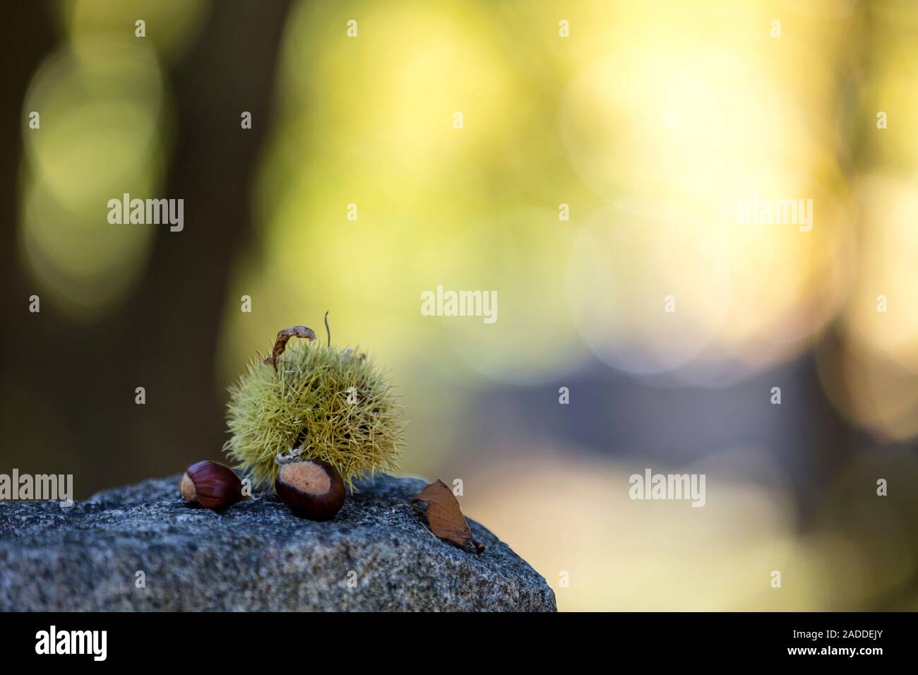 Chestnut tree fruit and conkers. Photographed in October, in ...