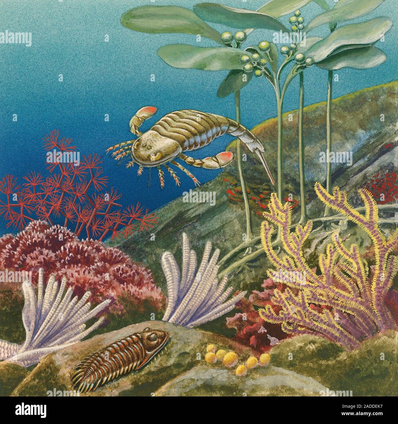 Palaeozoic underwater reef. Illustration of animal and primordial plant ...