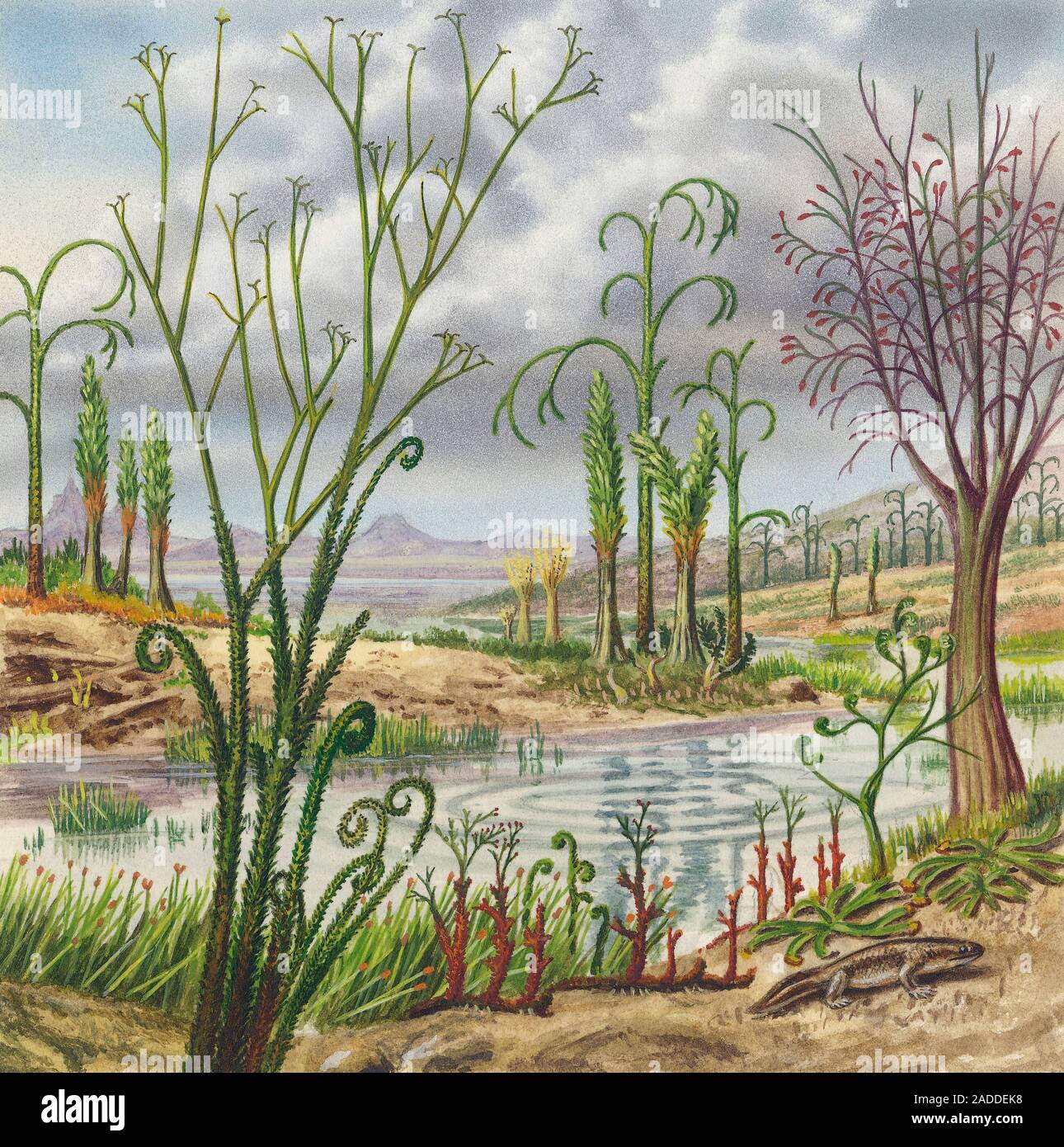 Carboniferous landscape, illustration. Shown here are Asteroxylon ...