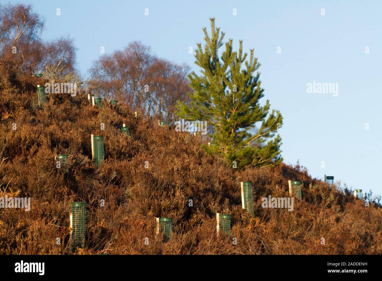 Young trees with tree guards as part of a project to restore native ...