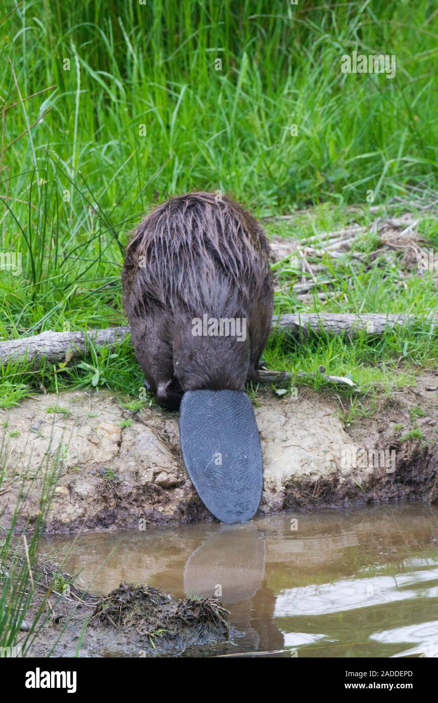 European beaver (Castor fibre) next to water. This beaver is living in ...