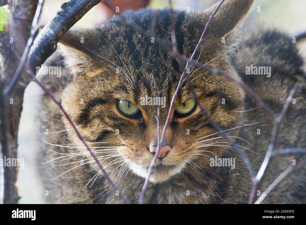 Close-up of a European wildcat (Felis sylvestris) in captivity ...