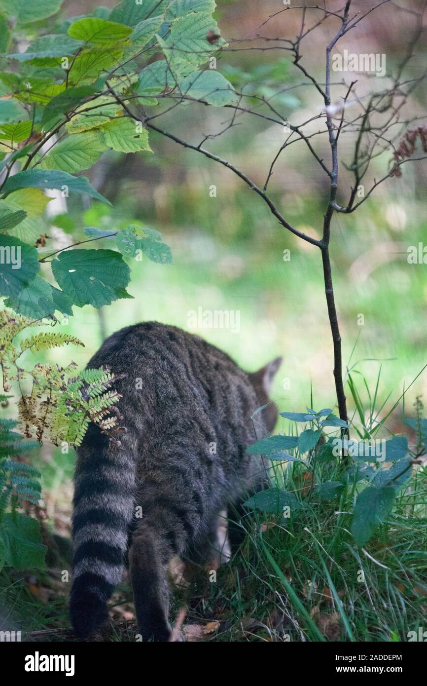European wildcat (Felis sylvestris) hunting in captivity. Photographed ...