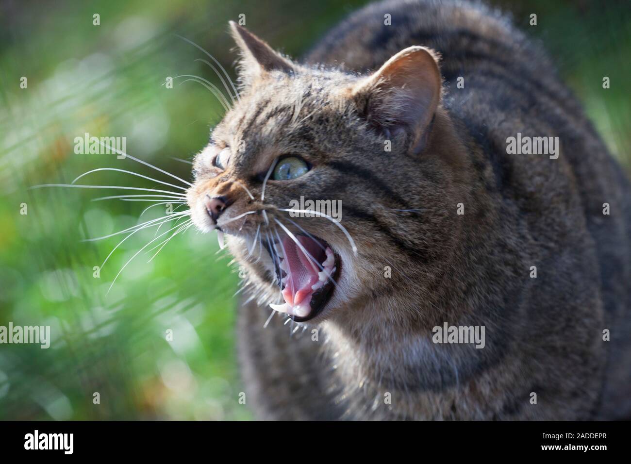 European wildcat (Felis sylvestris) in captivity snarling. Photographed ...
