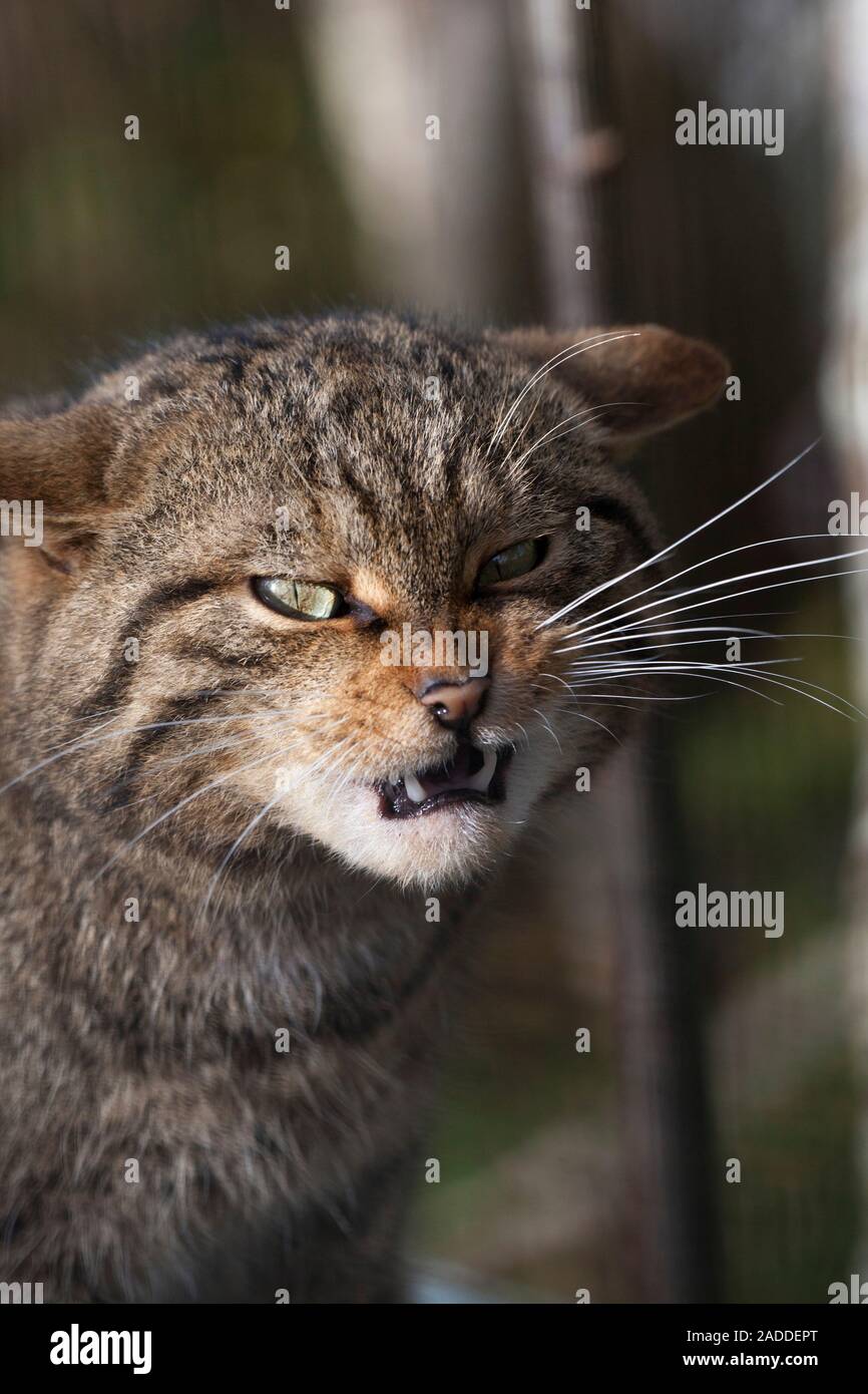 European wildcat (Felis sylvestris) in captivity vocalising ...