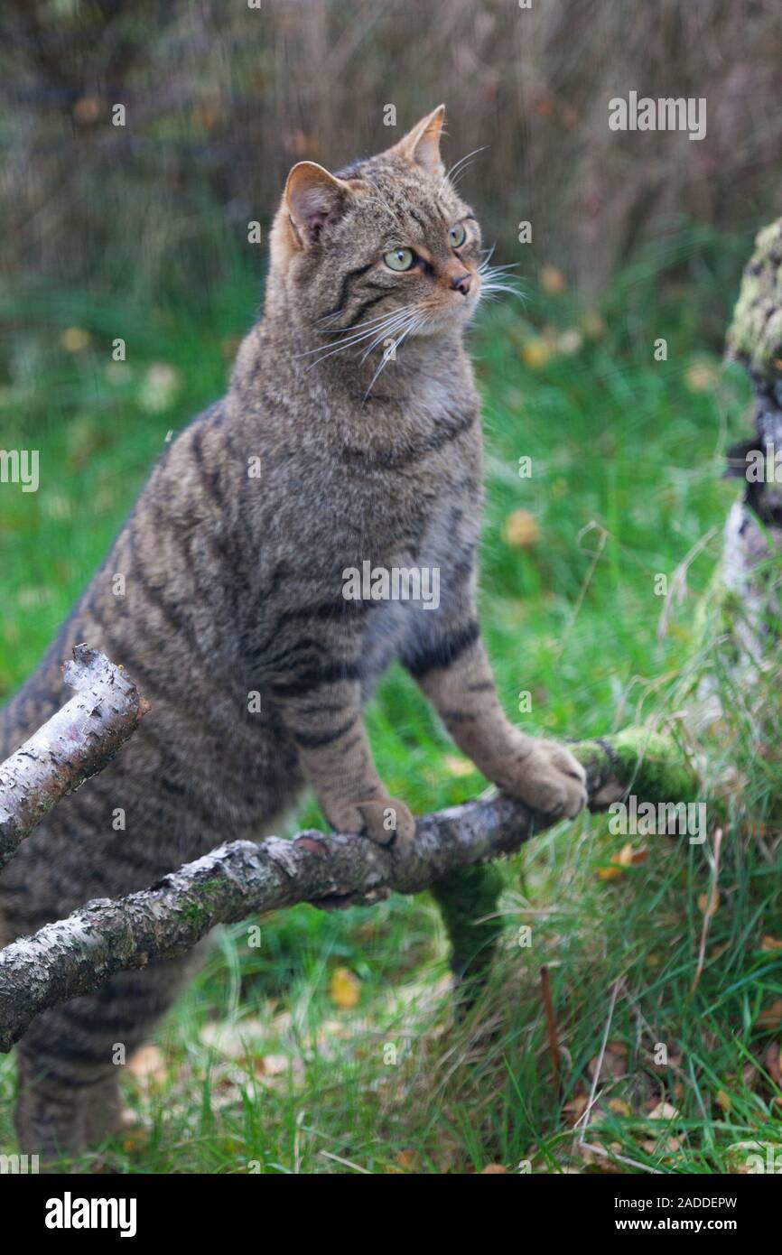 European wildcat (Felis sylvestris) in captivity. Photographed at ...