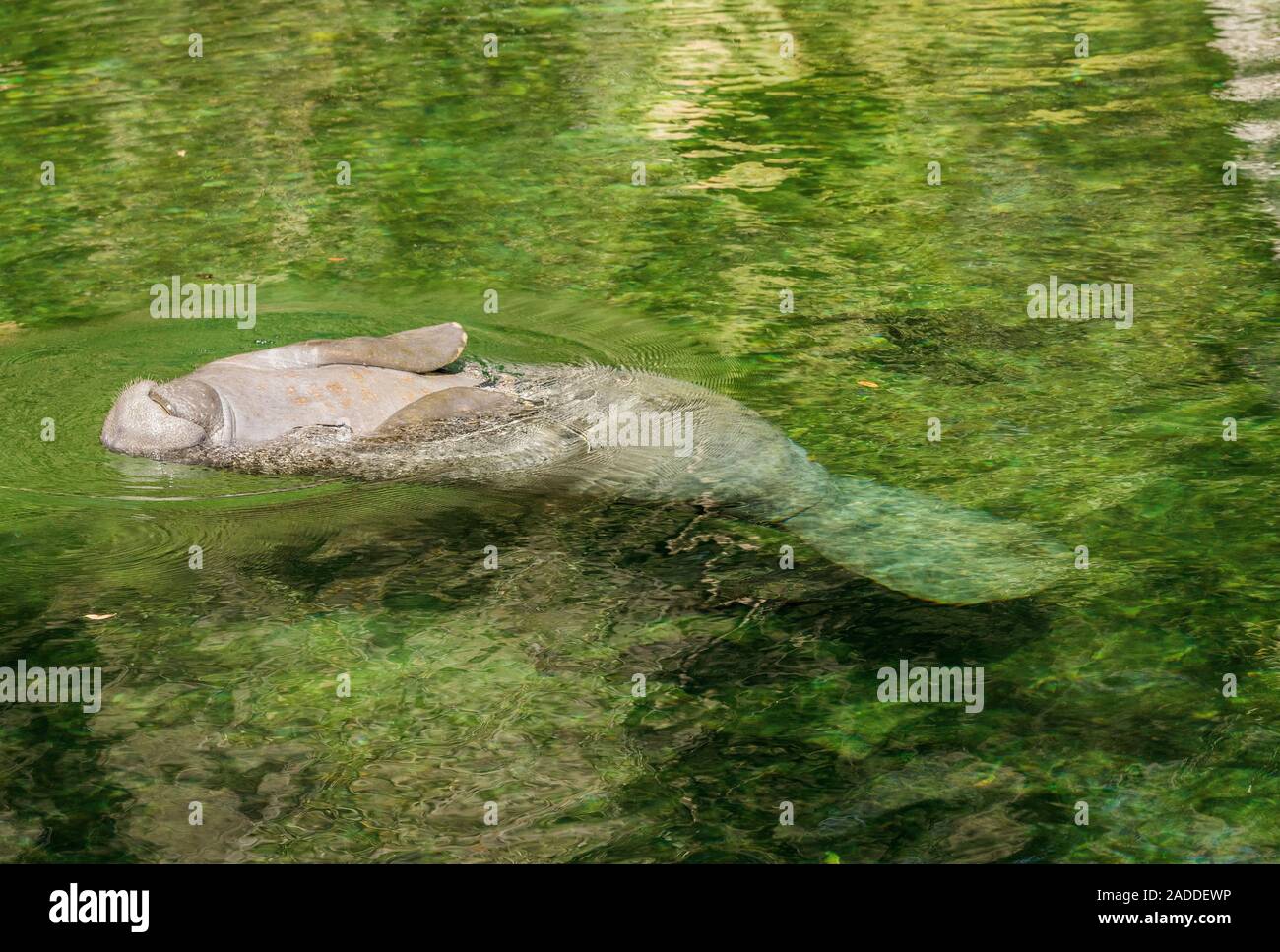 Florida manatee (Trichechus manatus latirostris), coming to surface and ...