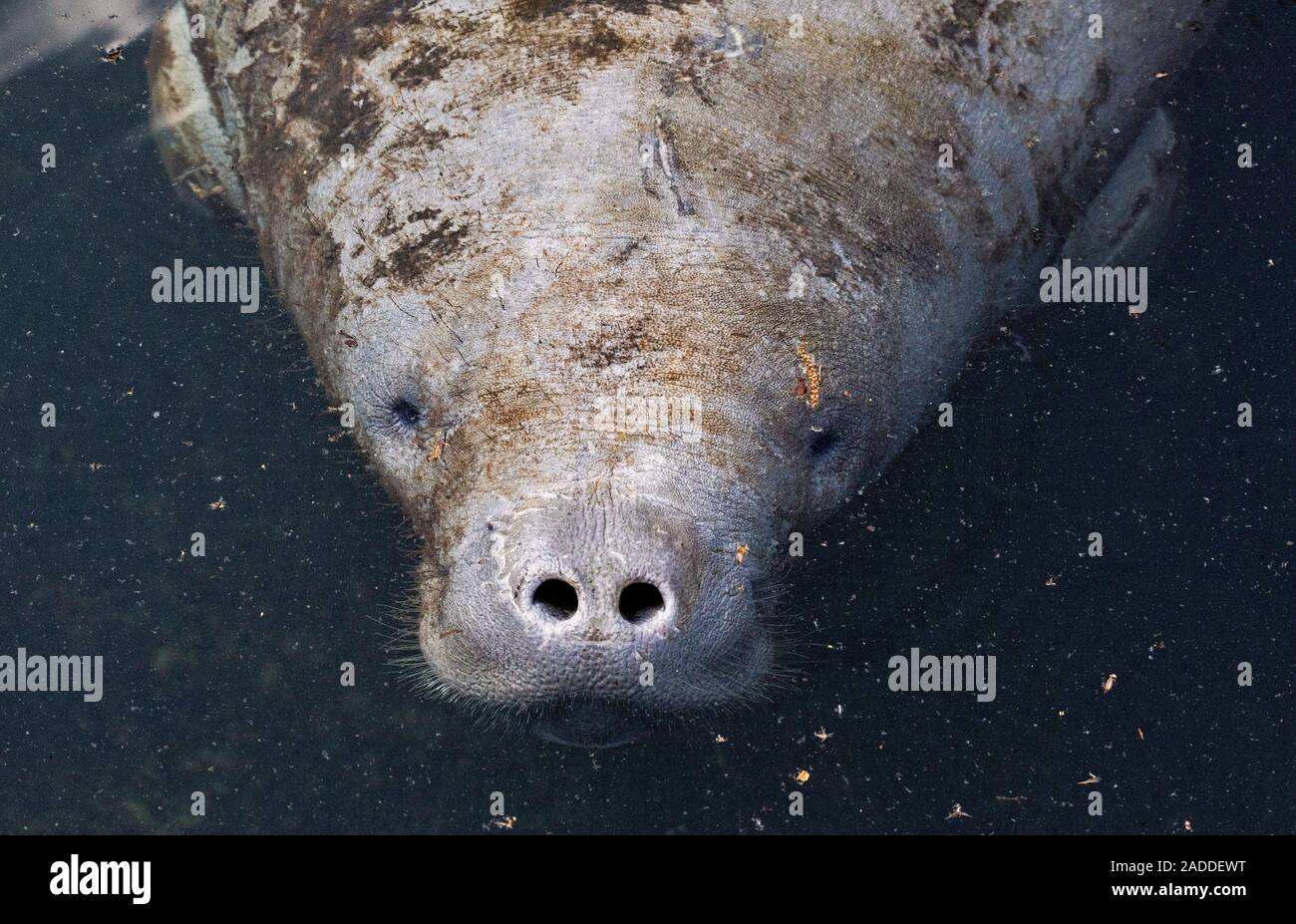 Florida manatee (Trichechus manatus latirostris) coming to the surface ... Florida manatee (Trichechus manatus latirostris) coming to the surface ...