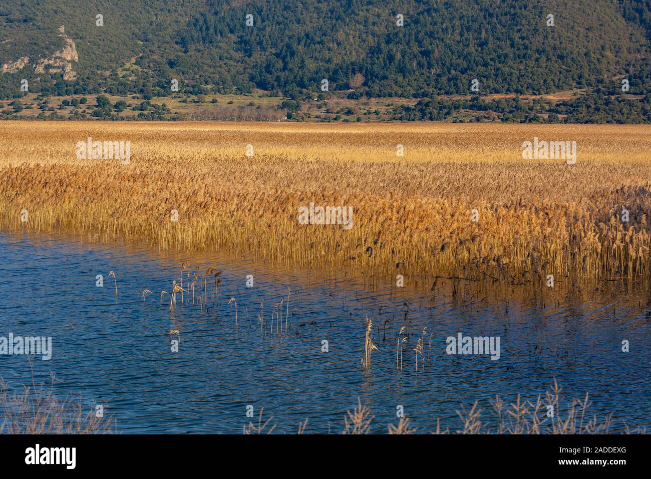 Stymphalia hi-res stock photography and images - Alamy