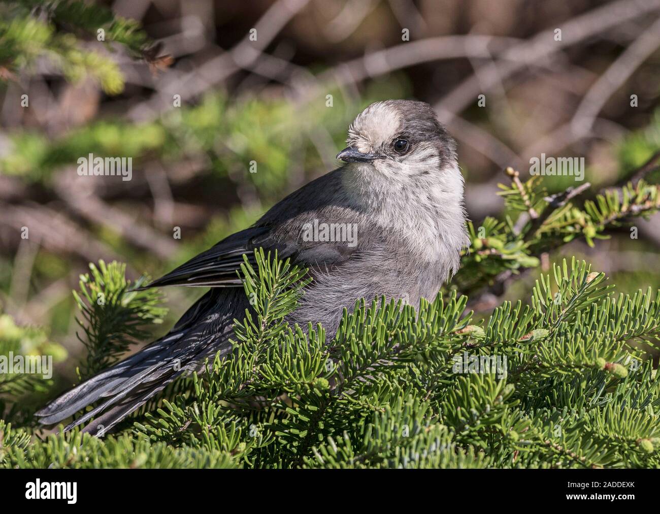 Grey jay (Perisoreus canadensis) perched in a fir tree. Photographed in ...