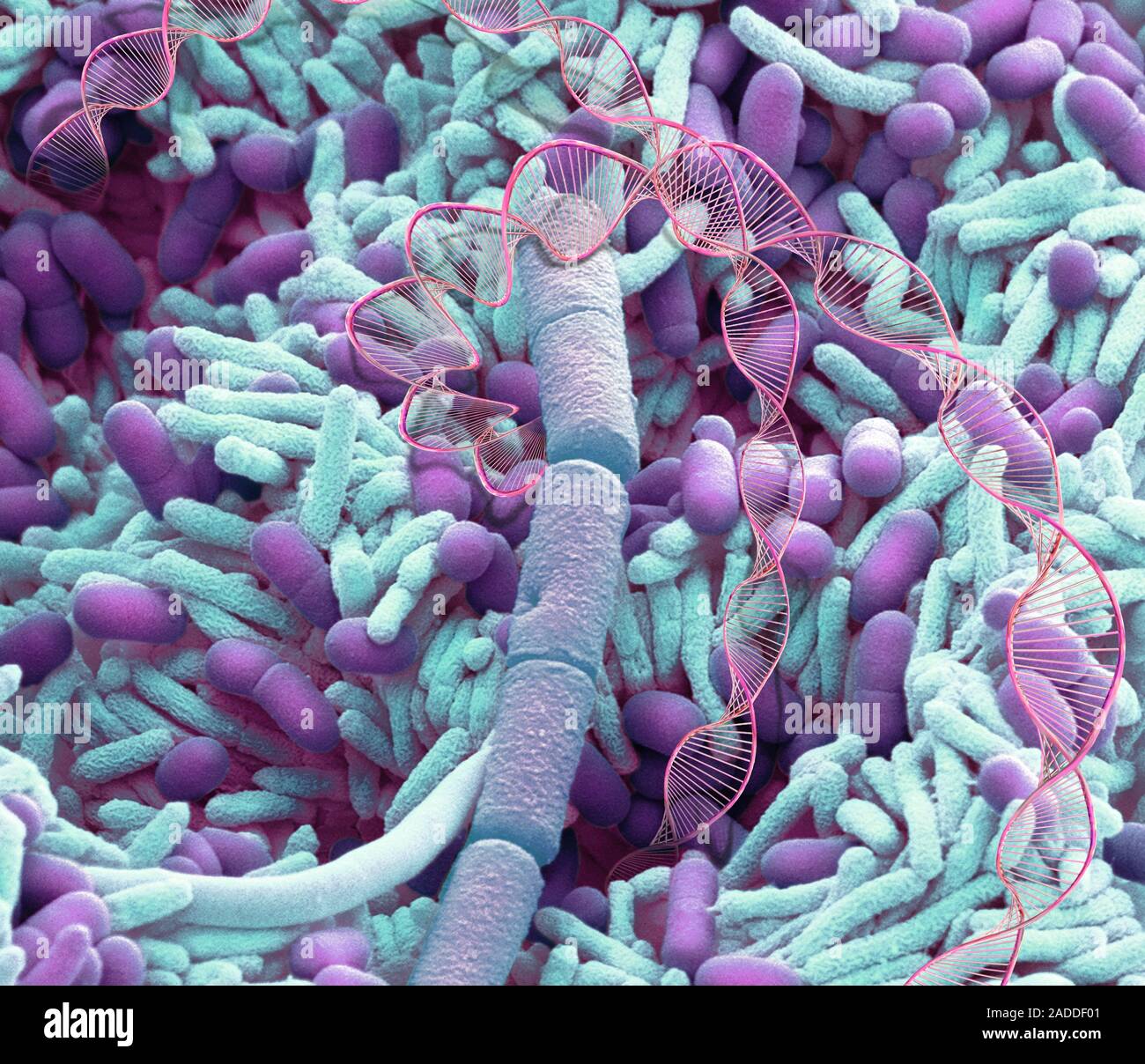 Bacteria and DNA, conceptual composite image. Scanning electron ...