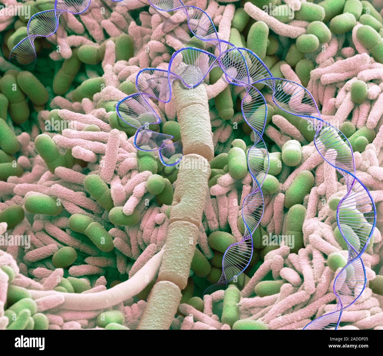Bacteria and DNA, conceptual composite image. Scanning electron ...