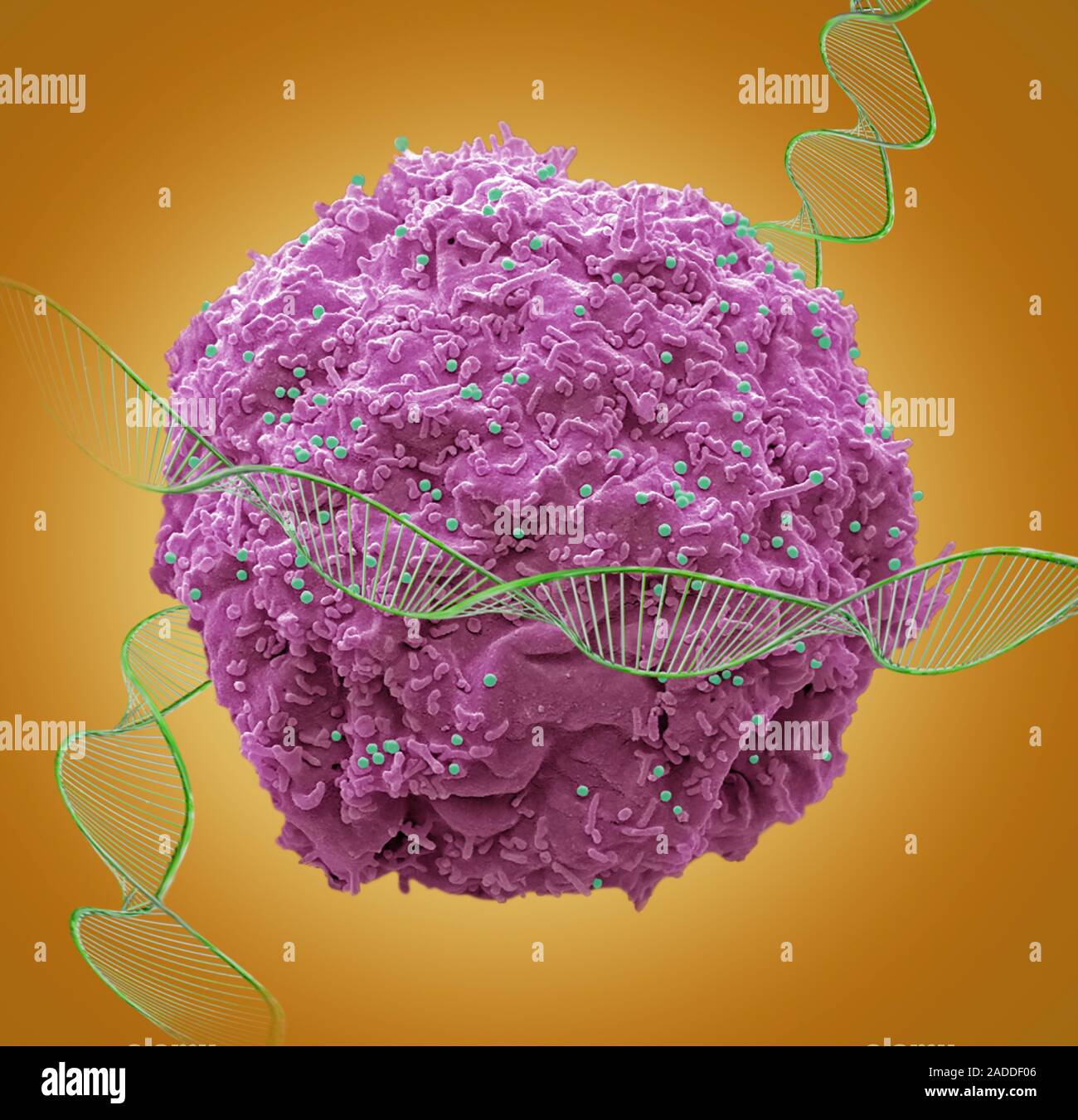 HIV infected cell and DNA, conceptual composite image. Scanning ...