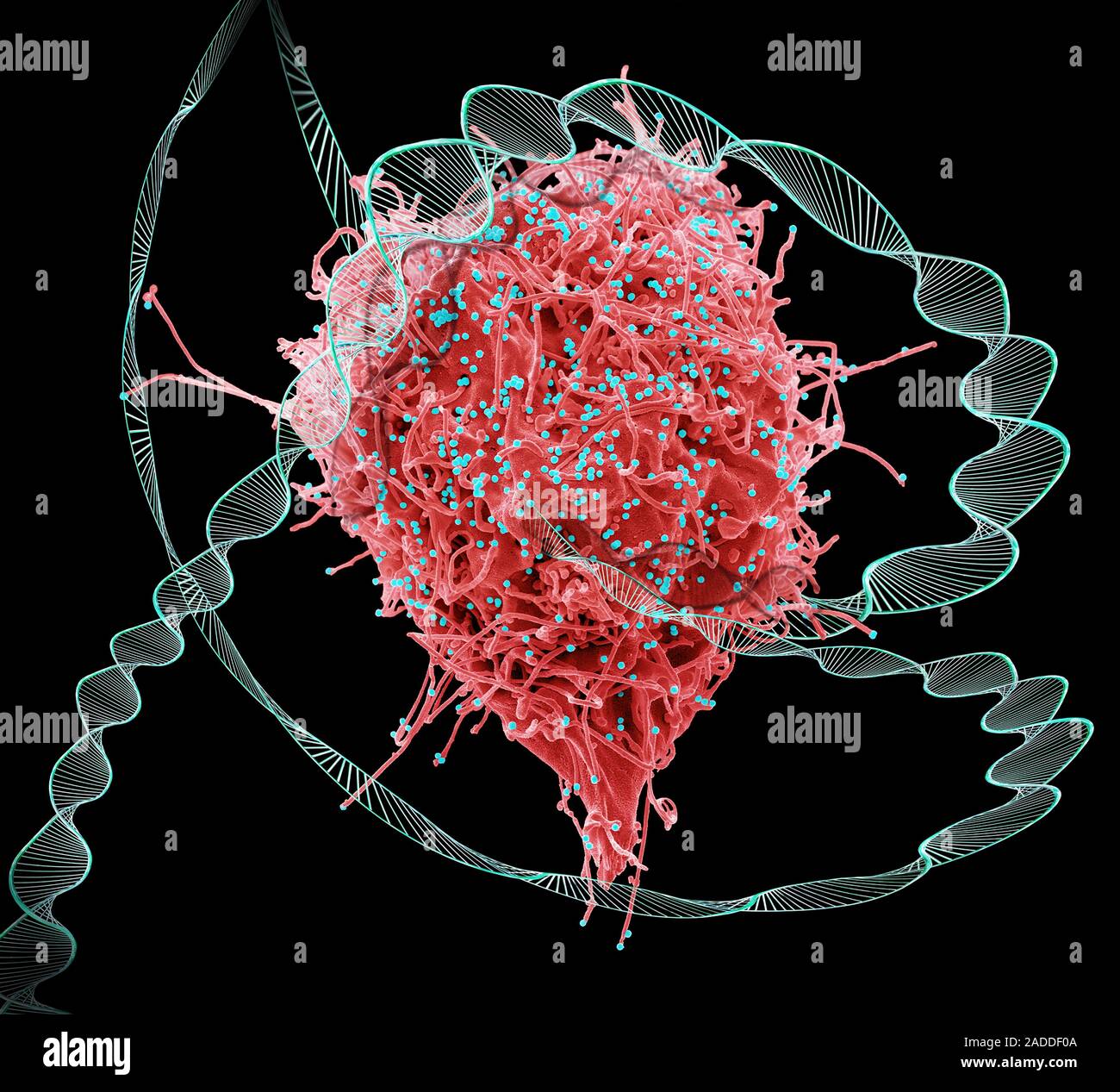 HIV infected cell and DNA, conceptual composite image. Scanning ...