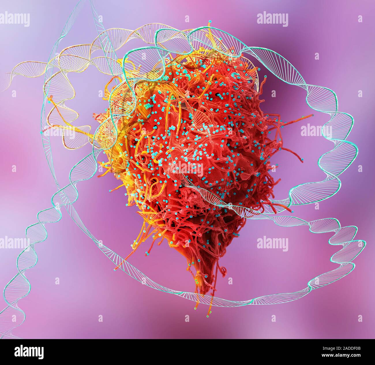 HIV infected cell and DNA, conceptual composite image. Scanning ...