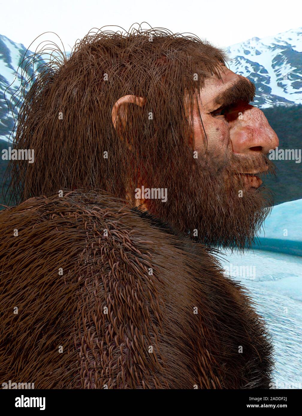 Neanderthal (Homo neanderthalensis), illustration. Neanderthals ...