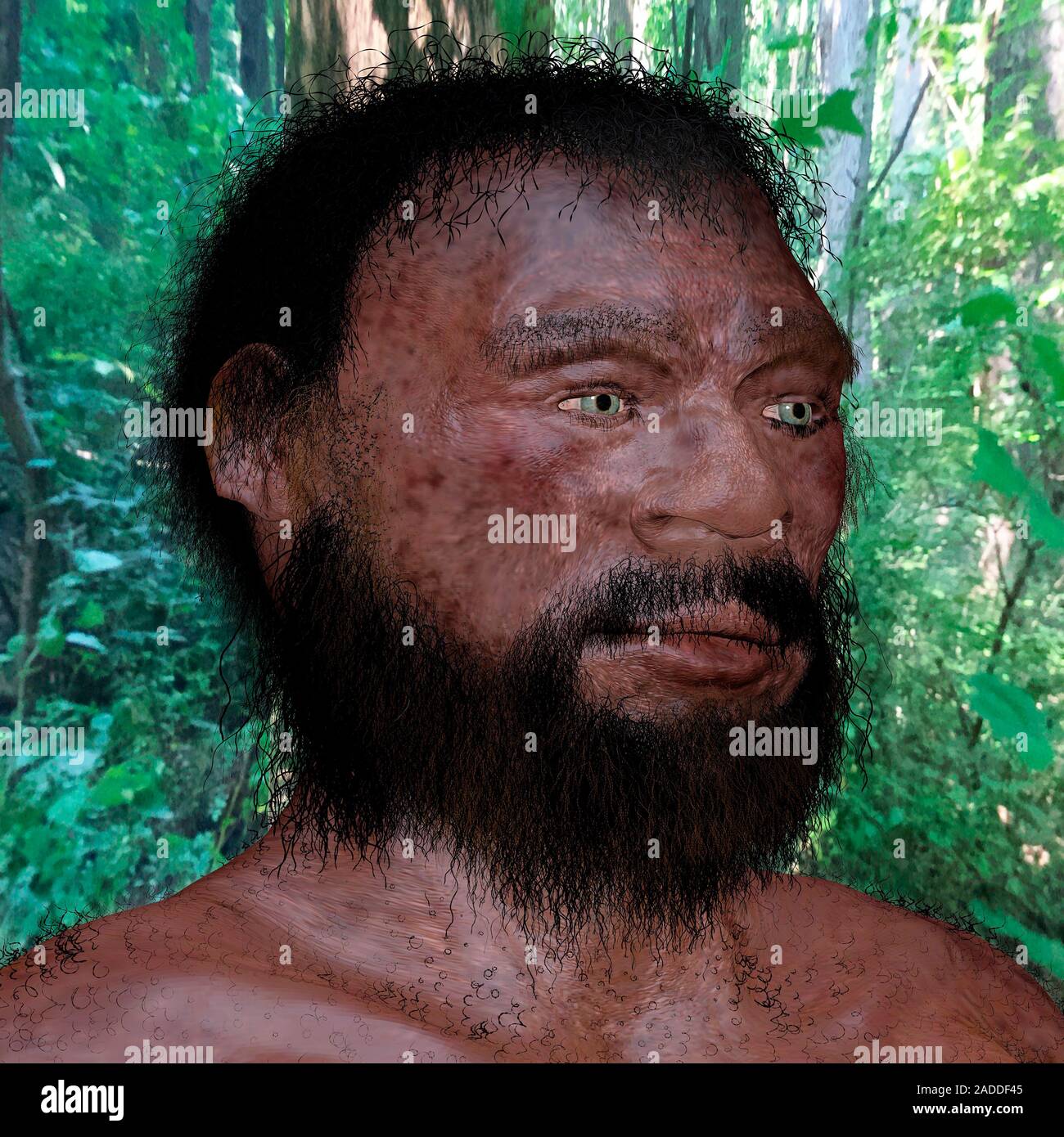 Cheddar Man. Illustration of Cheddar Man (Homo sapiens), based on the ...