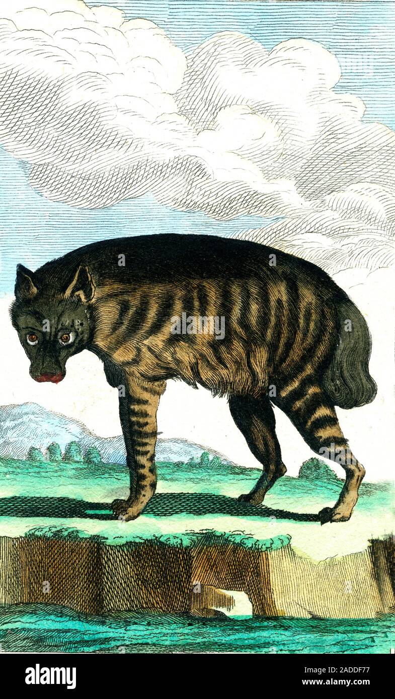Striped hyena (Hyaena hyaena), 19th-century illustration. Artwork ...
