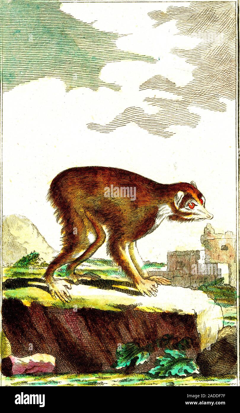 Loris, 19th-century illustration. Described in the 1850s with the now ...