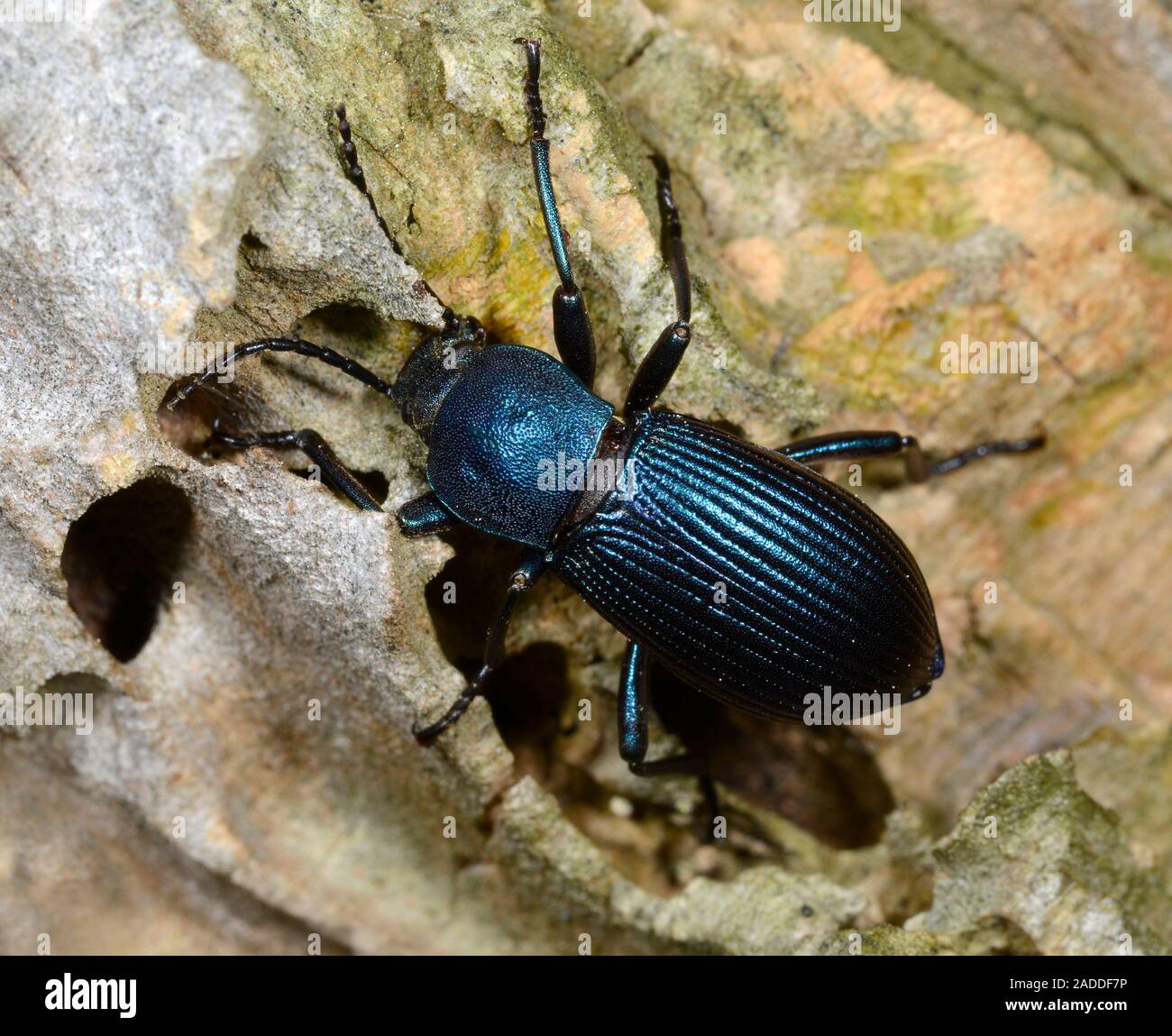 Close-up of a blue ground beetle (Carabus intricatus) disturbed from ...