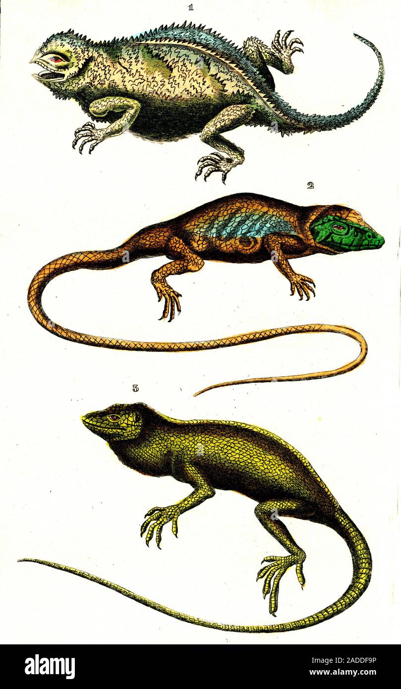 Horned, polychrotid and anole lizards, 19th-century illustration. These ...