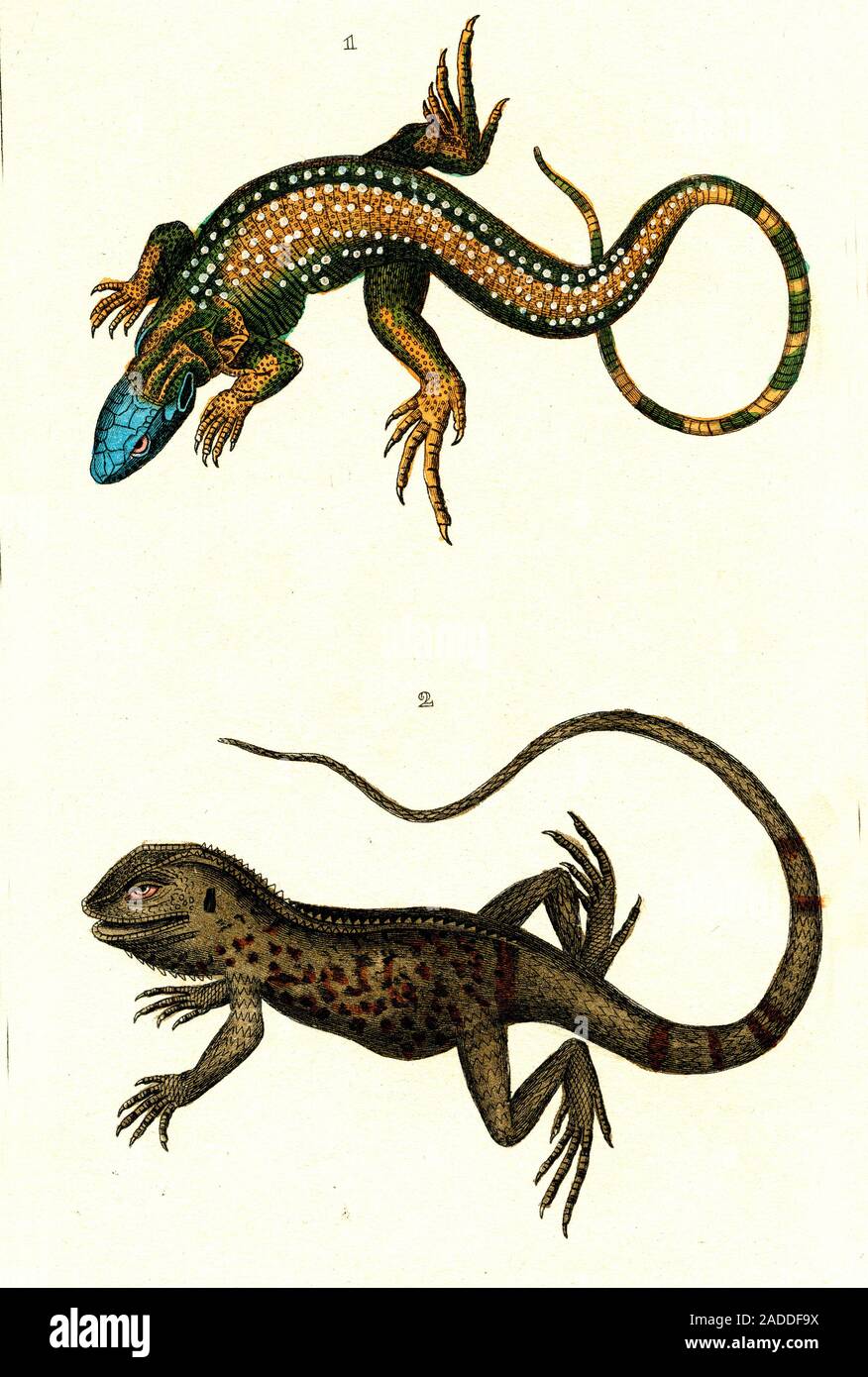 Tegu and iguanid lizards, 19th-century illustration. These two lizards ...