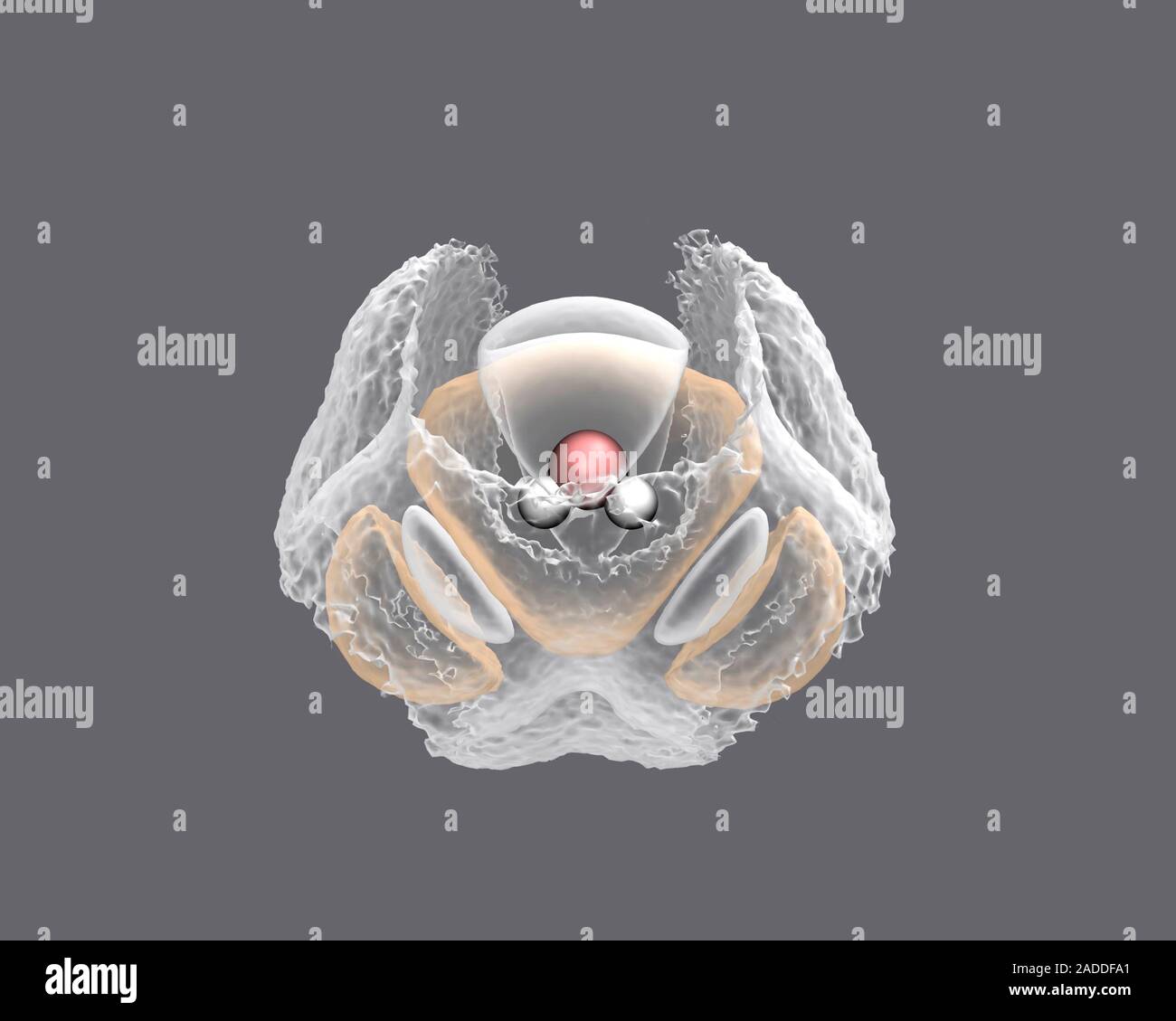 Liquid water structure. Materials simulation showing how water ...