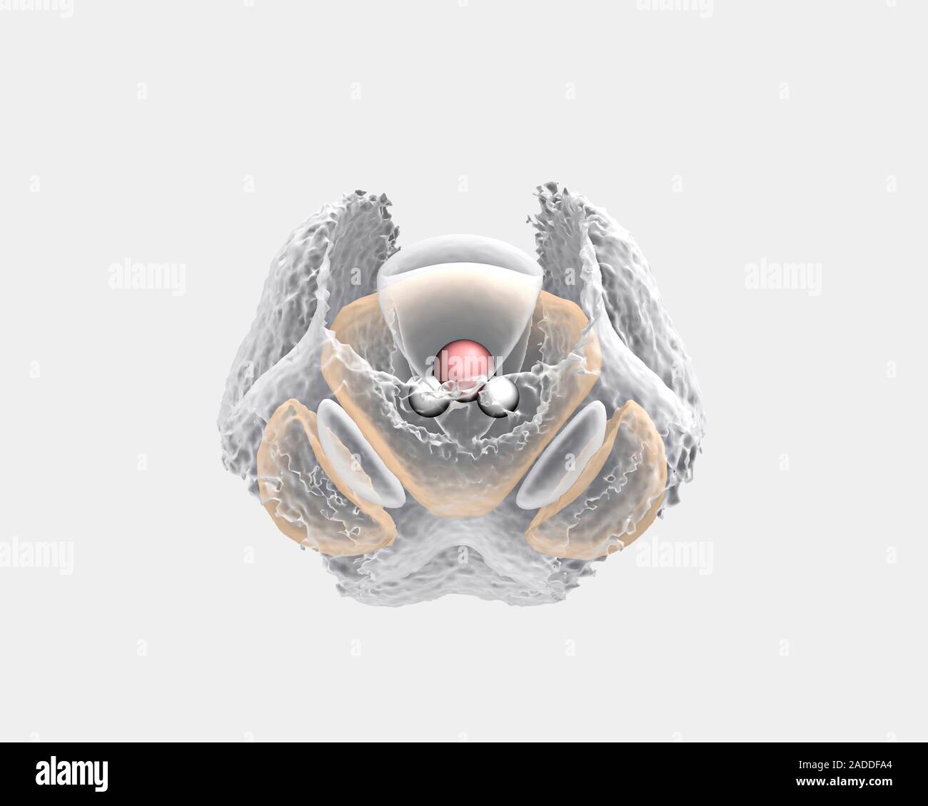 Liquid water structure. Materials simulation showing how water ...