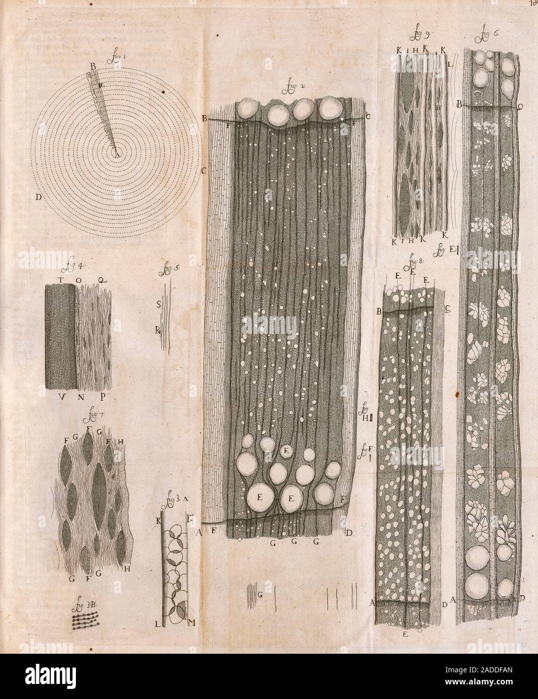 Tree wood anatomy by van Leeuwenhoek, described in a letter of 1680 ...