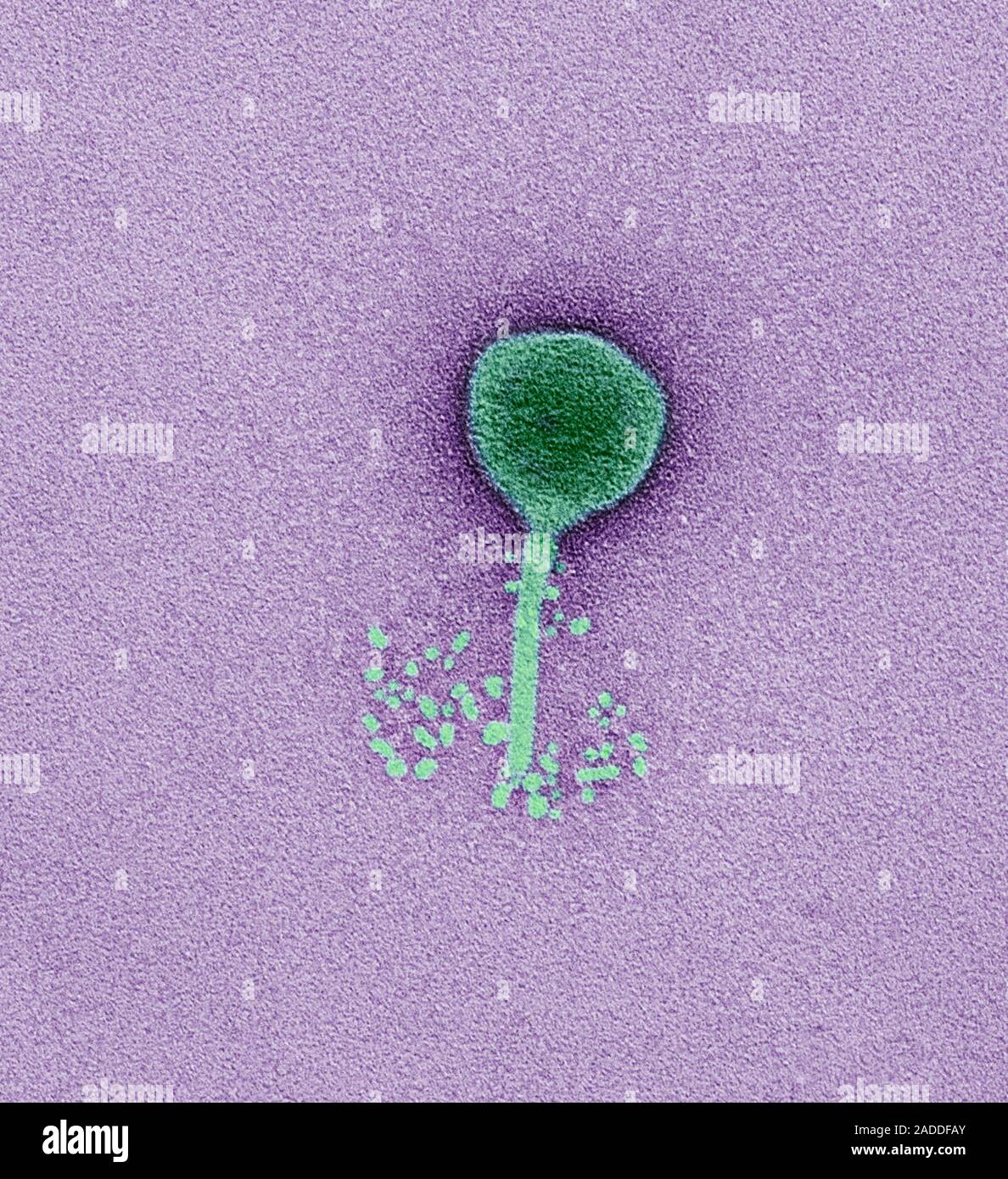 Coloured transmission electron micrograph (TEM) of a Pelagipodovirus ...