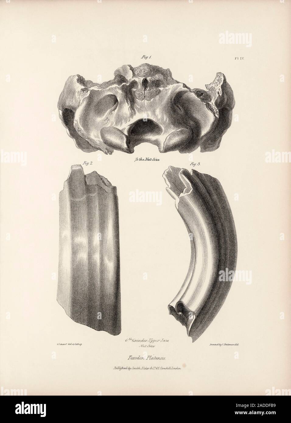 Toxodon prehistoric mammal fossils. 19th-century illustration of ...