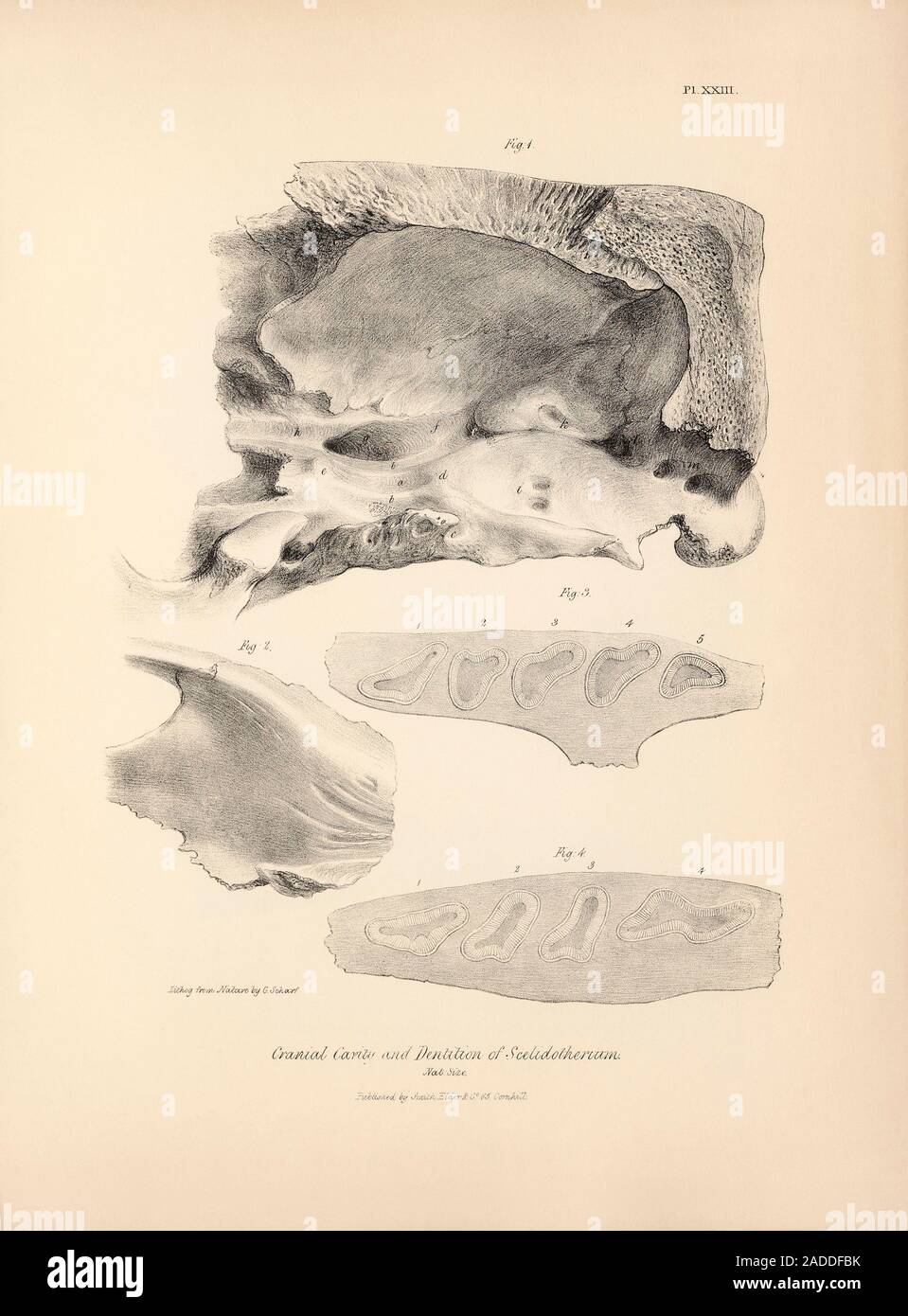 Scelidotherium prehistoric mammal fossils. 19th-century illustration of ...