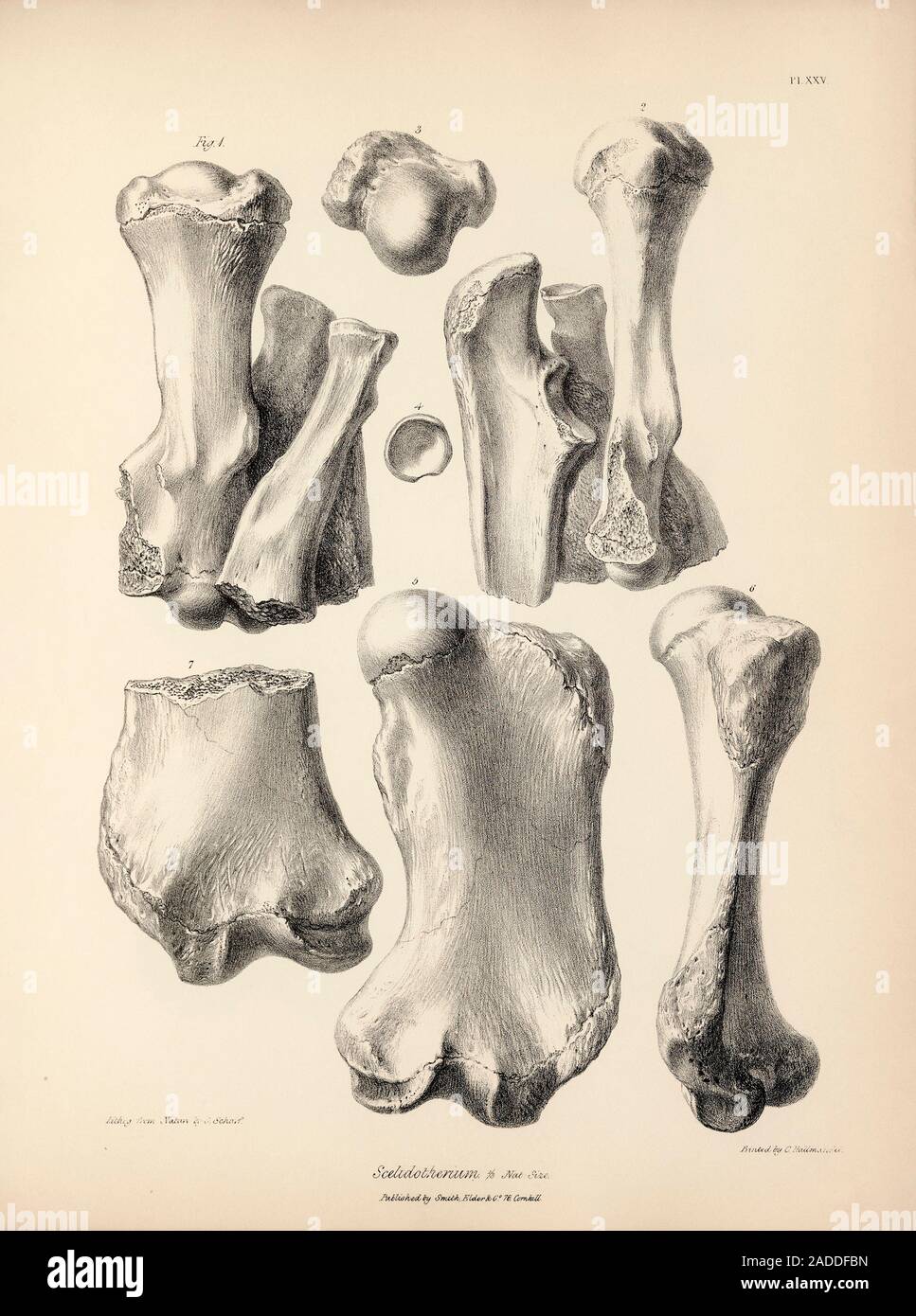 Scelidotherium prehistoric mammal fossils. 19th-century illustration of ...