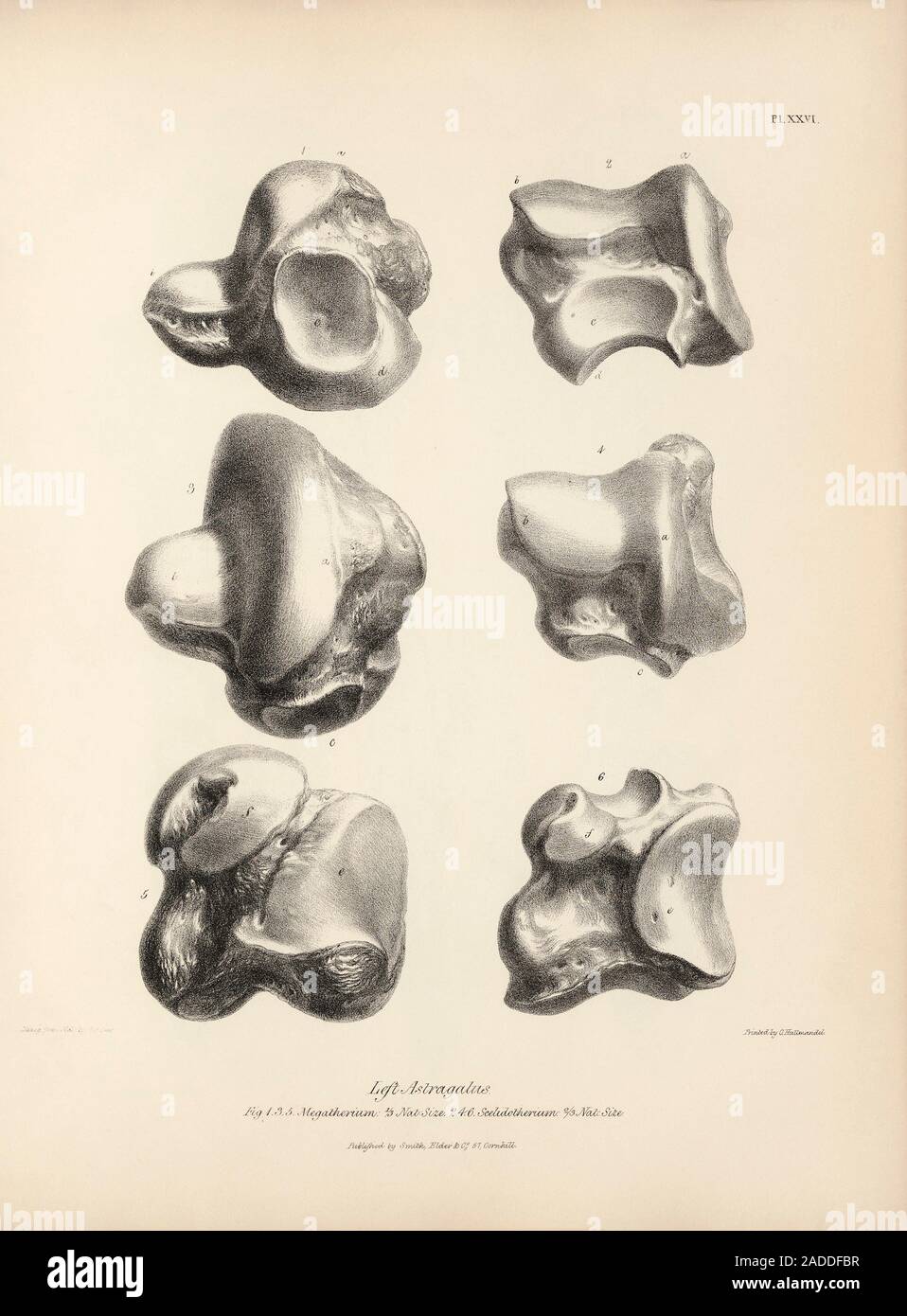 Ground sloth prehistoric mammal fossils. 19th-century illustration of ...