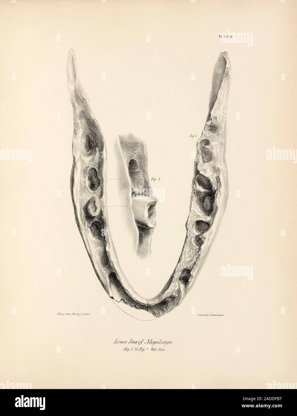 Megalonyx prehistoric mammal fossil. 19th-century illustration of a ...