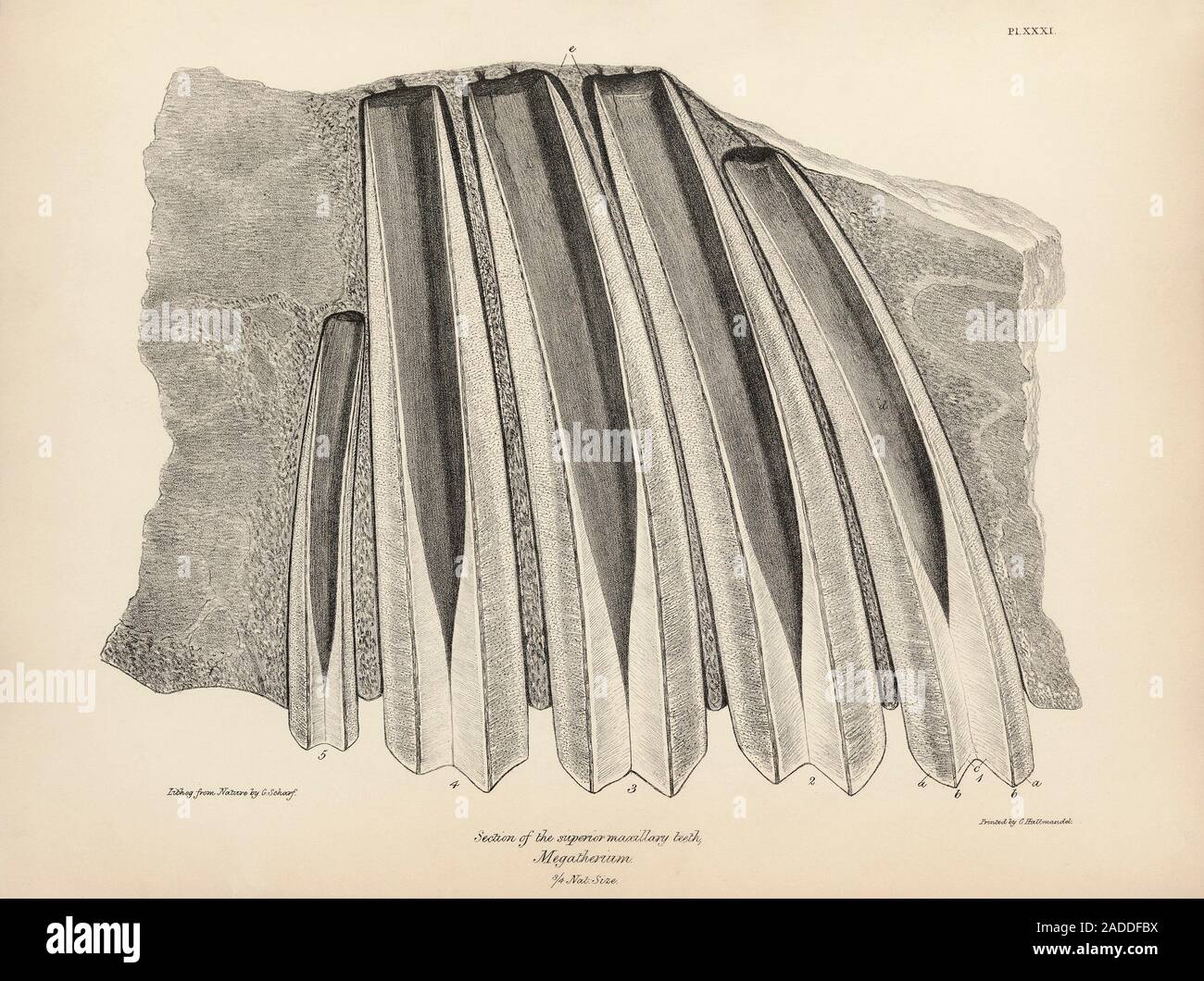 Megatherium prehistoric mammal fossil. 19th-century illustration of a ...